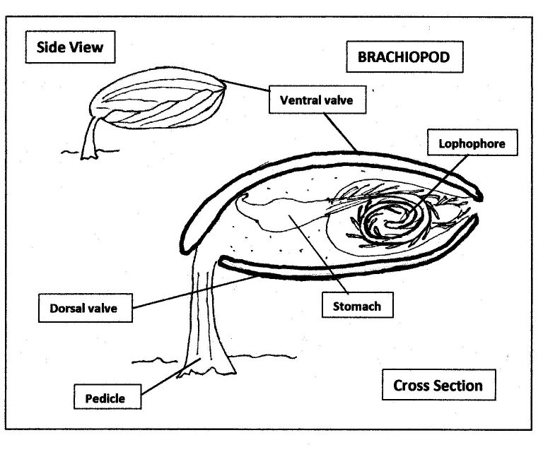 Brachiopods – Scienceandsf -A Blog Published by Robert A. Lawler