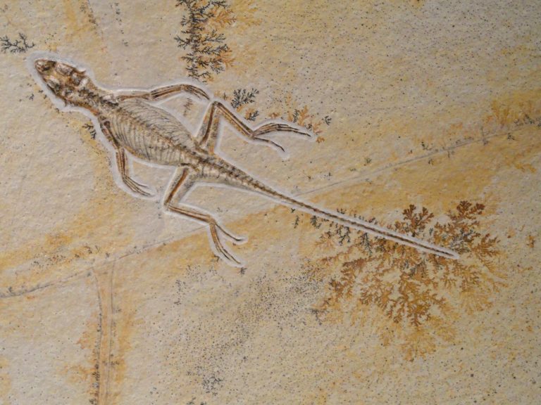 A New Specimen of Archaeopteryx is Discovered, and the Miraculous ...