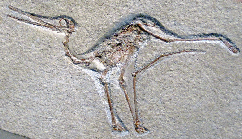 A New Specimen of Archaeopteryx is Discovered, and the Miraculous ...