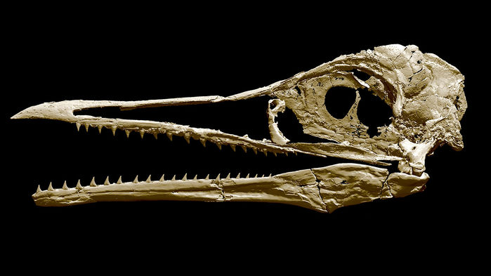 Fossil Reveals First Steps in the Evolution of the Beaks of Birds ...