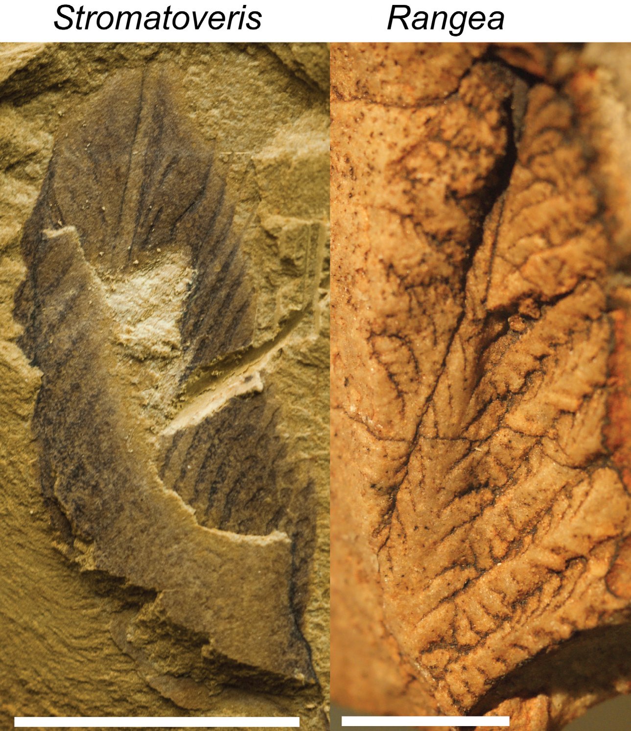 Ediacaran Period – Scienceandsf -A Blog Published by Robert A. Lawler