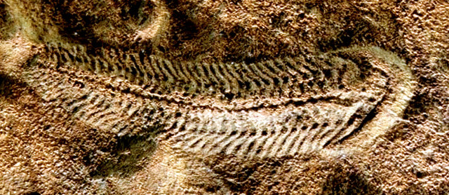 Ediacaran Period – Scienceandsf -A Blog Published by Robert A. Lawler