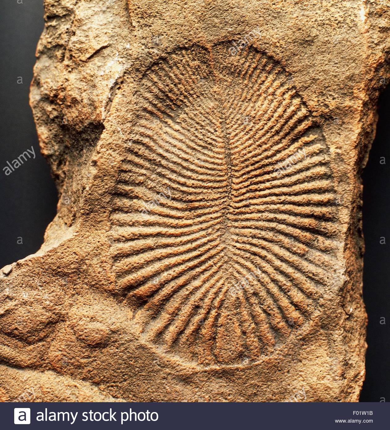 Ediacaran Period – Scienceandsf -A Blog Published by Robert A. Lawler