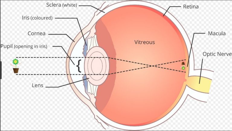 How the Brain Interprets sensory signals – Scienceandsf -A Blog ...