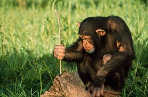 Anthropologists have discovered an entirely new Chimpanzee Culture and ...