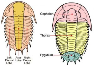 Trilobite Anatomy – Scienceandsf -A Blog Published by Robert A. Lawler