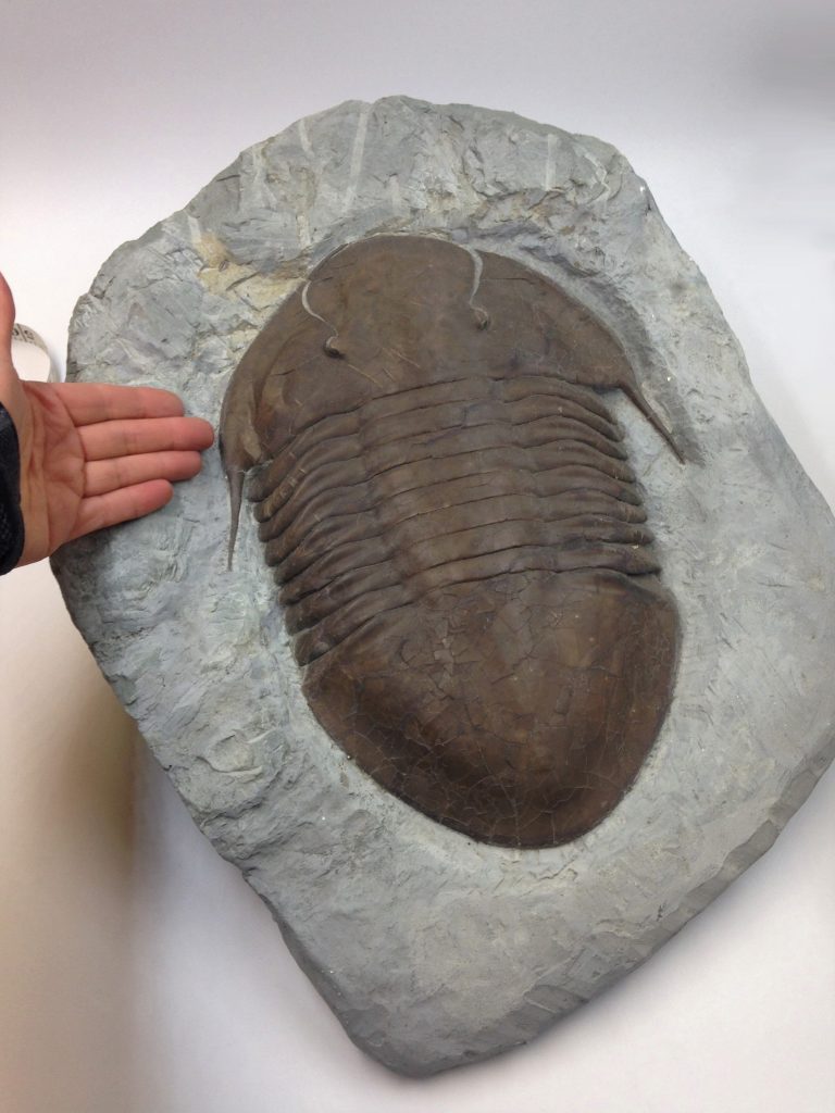 Trilobite Anatomy – Scienceandsf -A Blog Published by Robert A. Lawler