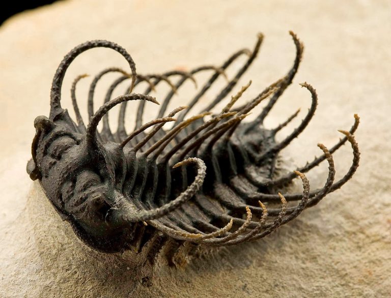 Trilobite Anatomy – Scienceandsf -A Blog Published by Robert A. Lawler
