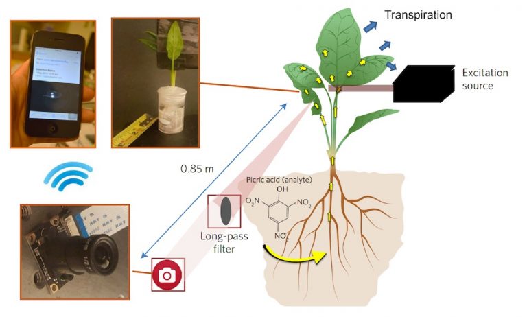 Plant Intelligence. Wait; there is such a thing? – Scienceandsf -A Blog ...
