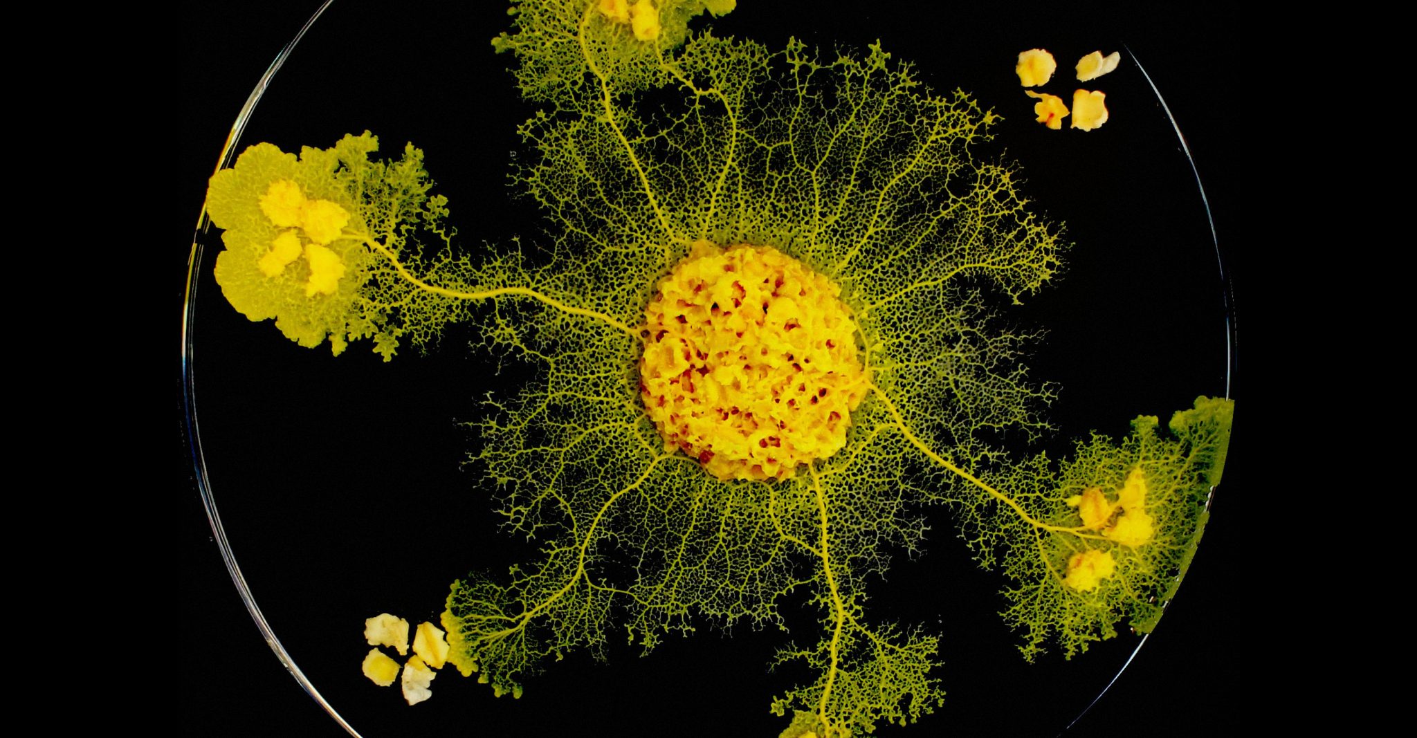 Using a Slime Mold as an inspiration Mathematicians in Japan have ...